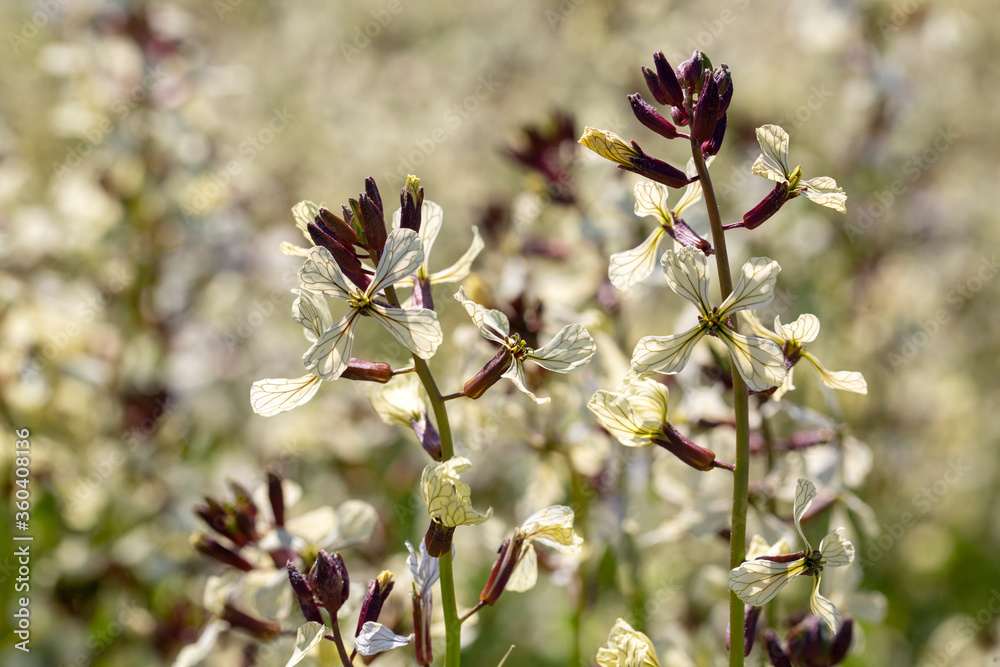 Arugula Flower