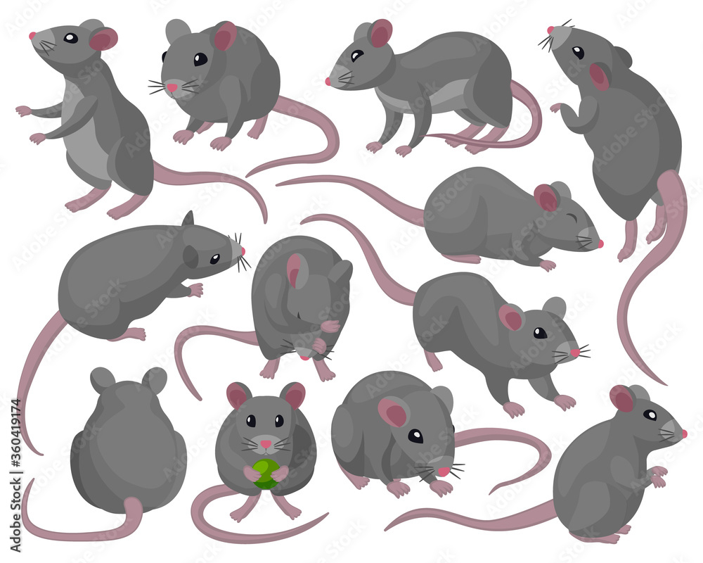 Mouse vector cartoon set icon. Vector illustration animal on white ...