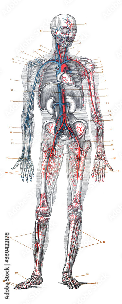 Anatomy of Cardiovascular system of a human. the blood circulation or ...