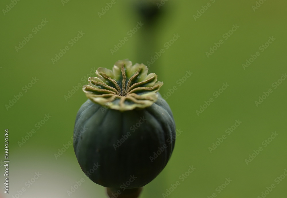 Grüne Samenkapsel einer Mohnblume Stock Photo | Adobe Stock