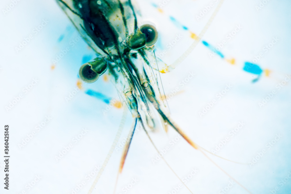 Rockpool shrimp (Palaemon elegans) from southern coast of Black Sea ...