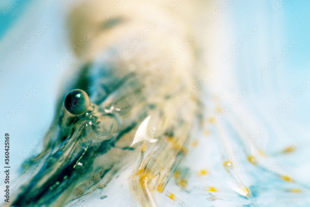 Rockpool shrimp (Palaemon elegans) from southern coast of Black Sea ...