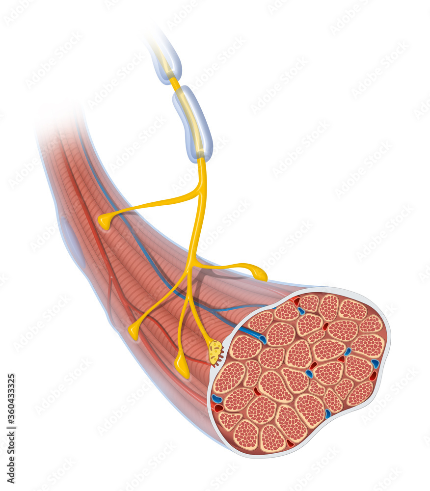 Neuromuscular junction. Skeletal muscle and motor neuron Stock ...