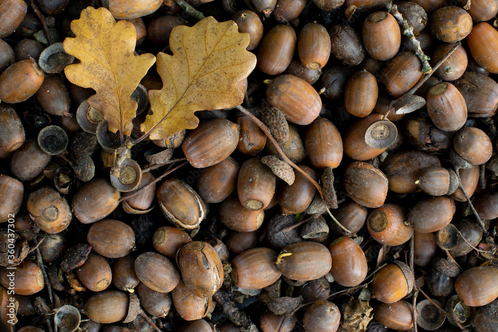 Background of acorn seeds from Oak tree on forest floor with yellow oak ...