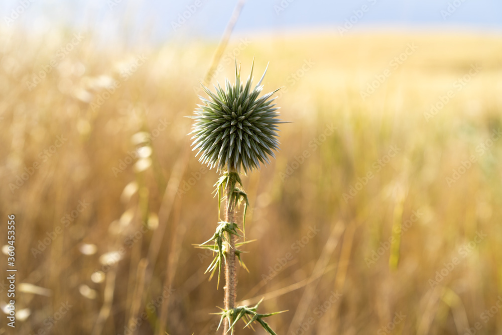 Thorn plant and yellow grass in the summer Stock Photo | Adobe Stock