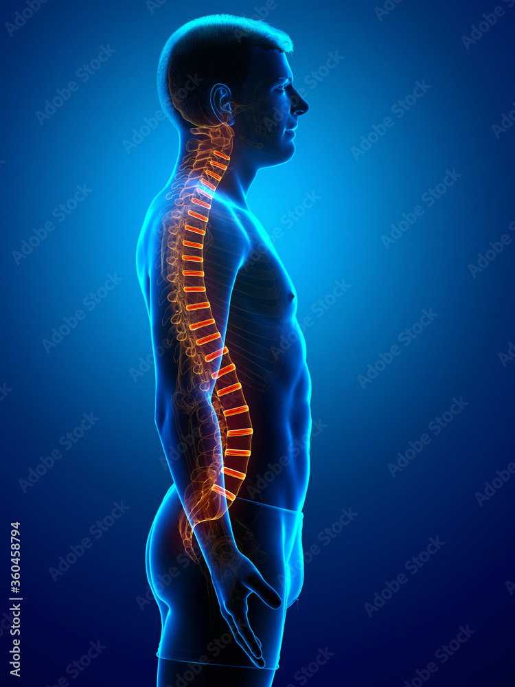 Backbone intervertebral disc anatomy Stock Illustration | Adobe Stock