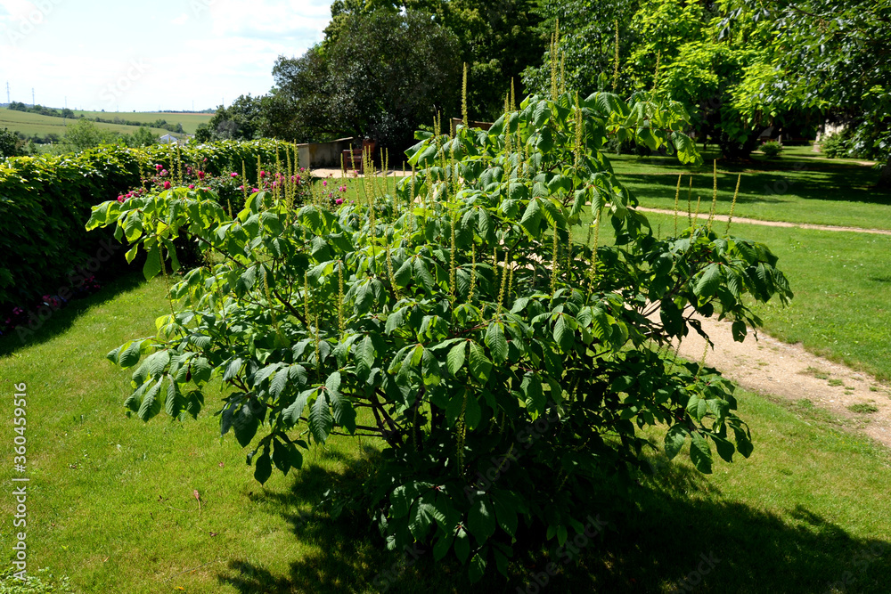 Shrub with protrusion branching and branching, grows freely in width ...