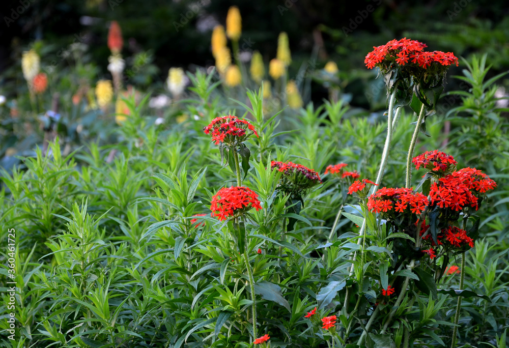 perennial plant is a tall erect perennial with leafy stems that end in ...