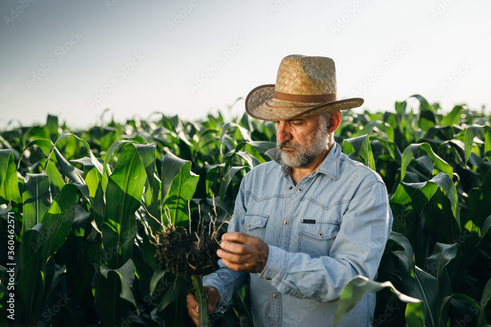 Foto de middle aged man examine corn in corn field do Stock | Adobe Stock