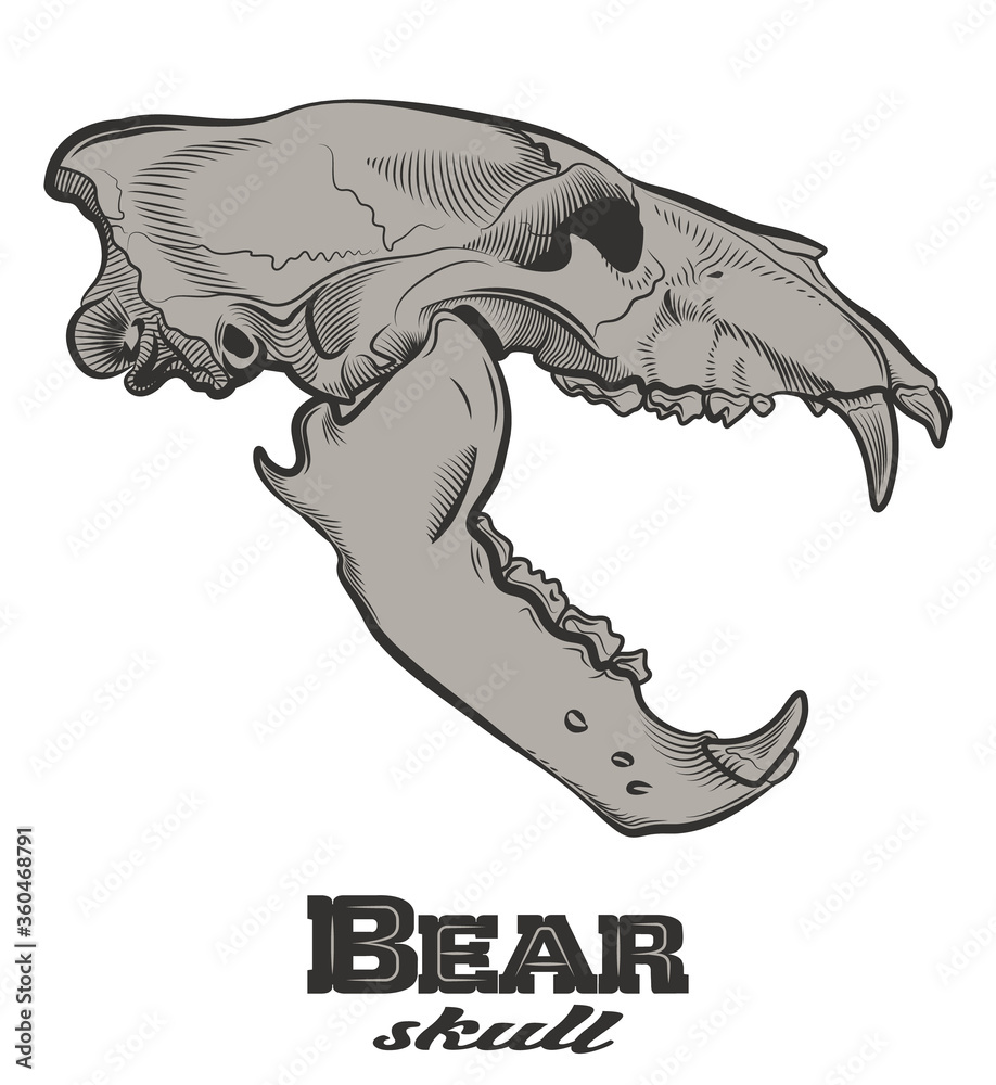 Bear Skull Vector Drawing, Bear Head Tattoo Design Style Stock ベクター ...
