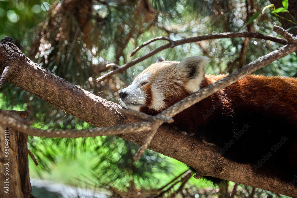 Nepalesischer Roter Panda ( Ailurus fulgens ), auch Kleiner Panda ...