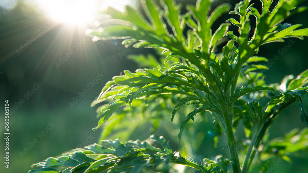 Ragweed - allergy causing grass. Ragweed Allergies in dogs, symptoms ...