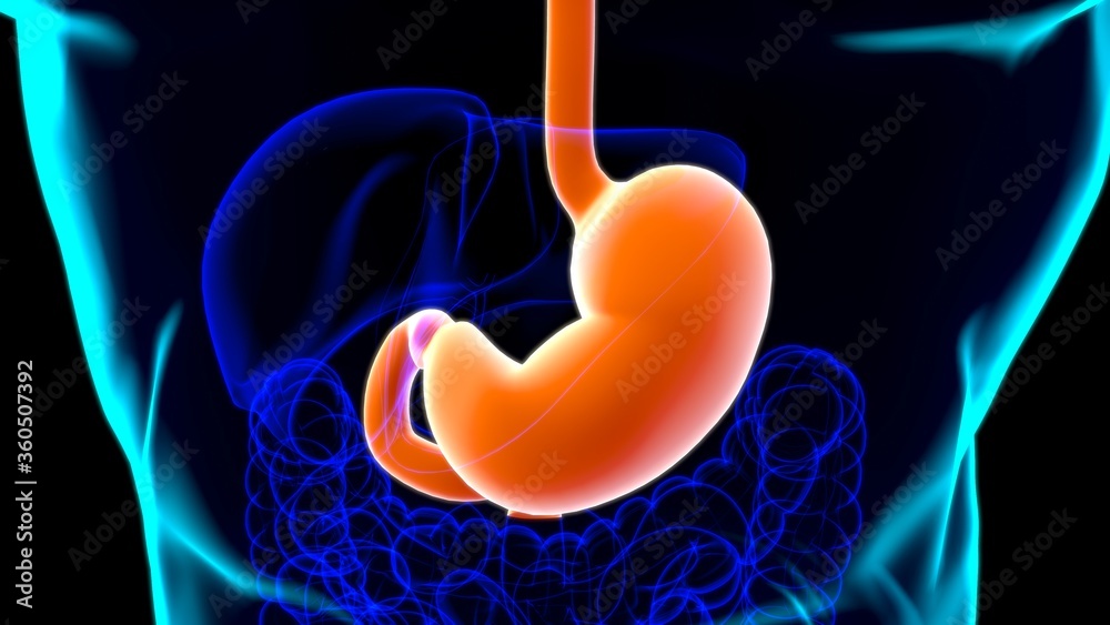 Stomach Anatomy Human Digestive System For Medical Concept 3D Stock ...
