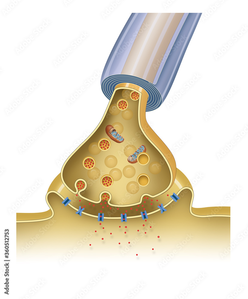 Synaptic transmission. Structure of a typical chemical synapse Stock ...