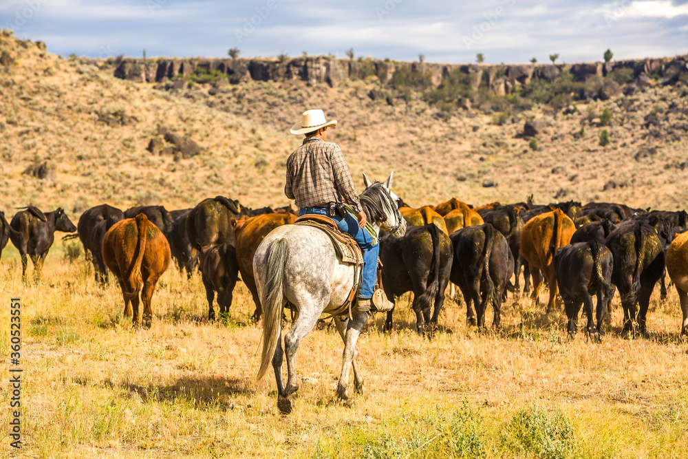 A cowboy and his dog moving a herd of cattle to another pasture on a ...