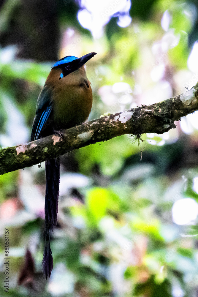 Foto de Highland Motmot, Momotus aequatorialis momota, largest motmot ...