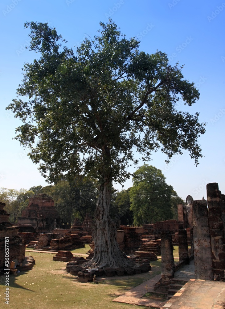 Beautiful old tree in Sukothai Historical Park. Antient city Sukothai ...