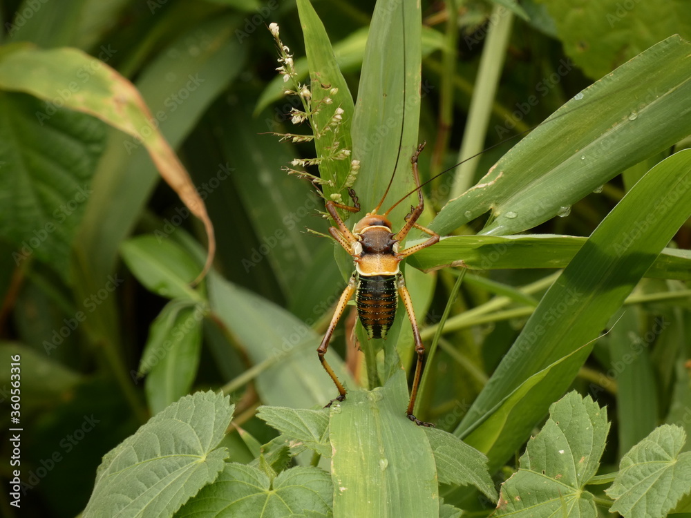 Stockfoto Armoured bush cricket (Acanthoplus discoidalis) - big katydid ...