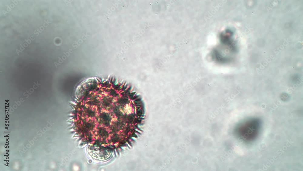 Vidéo Stock A real red cell like a spiked coronavirus under a ...