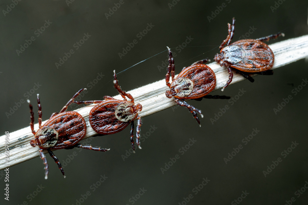 Group of mites sitting on a blade of a dry grass in nature macro Stock ...