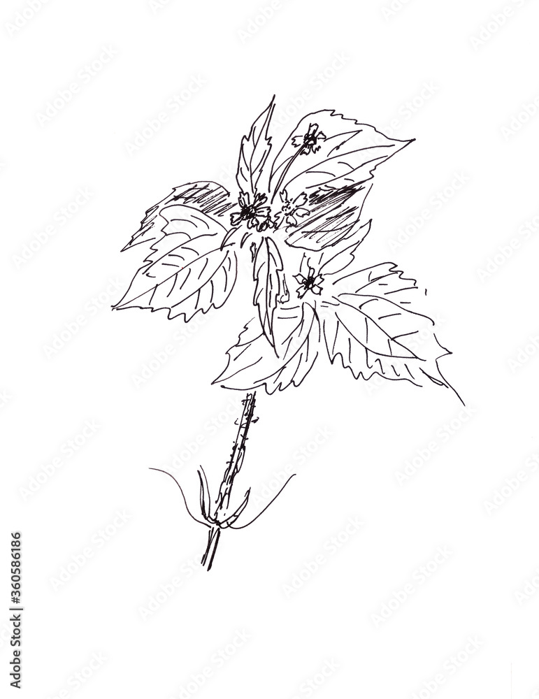 Galinsoga parviflora, kew weed ,gallant soldier, graphic black and ...