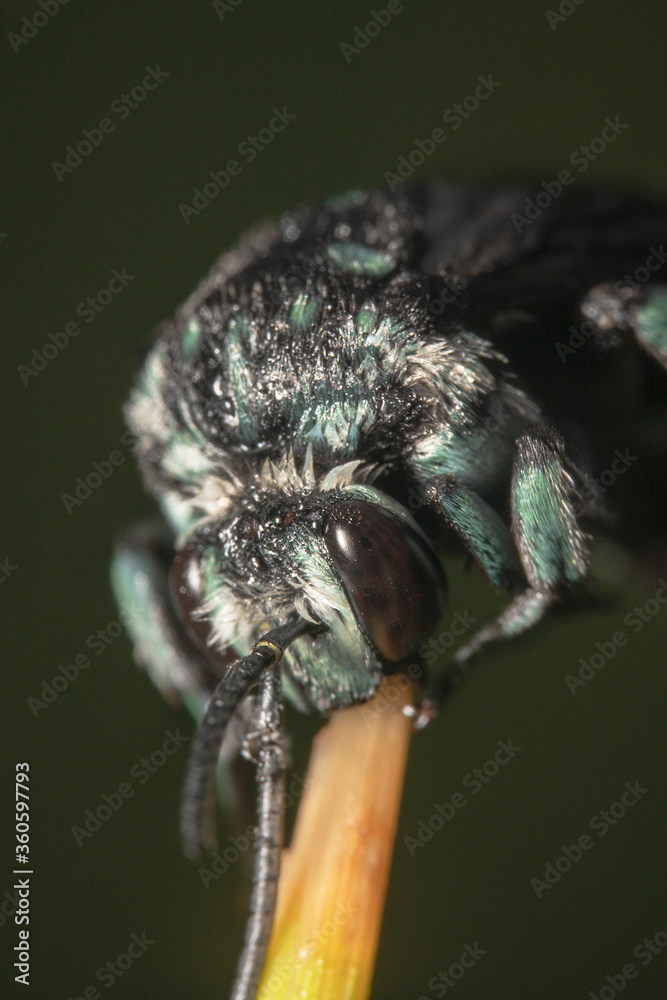 Cute Australian native cuckoo bee/blue and black striped bee head shot ...