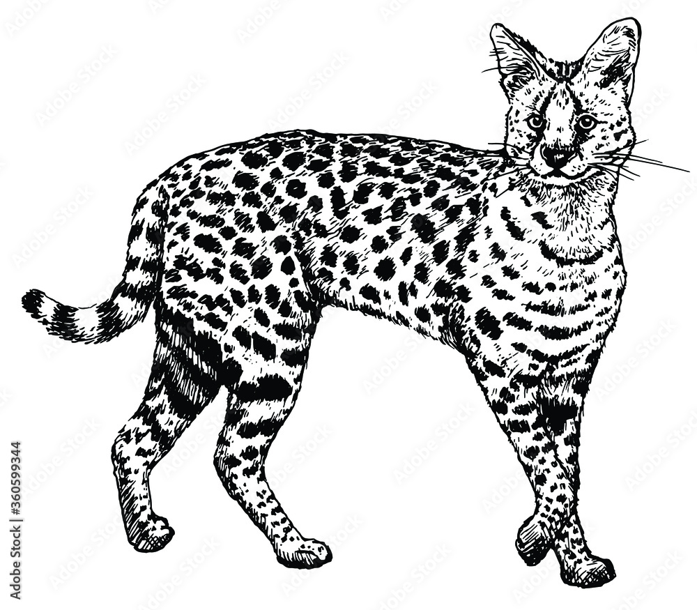Hand drawn realistic sketch of a serval. Vector illustration Stock ...