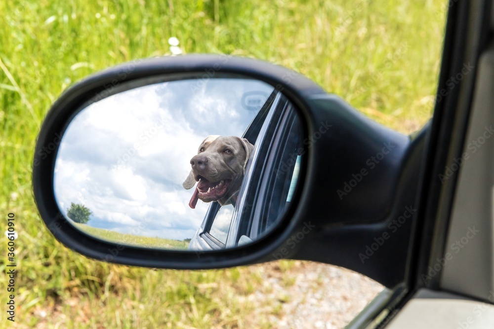 Travel by car with a dog. Reflection in the mirror. View of the dog in ...