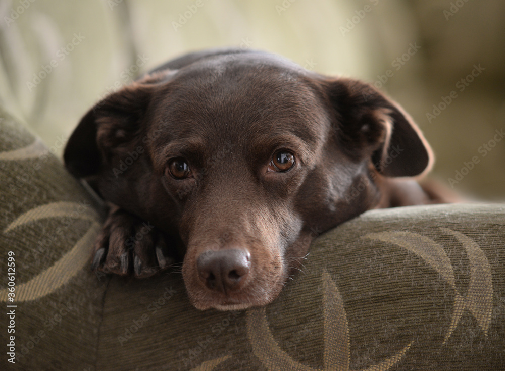 Cute snuggling brown dog on sofa. Domestic environment. Homy pet on ...