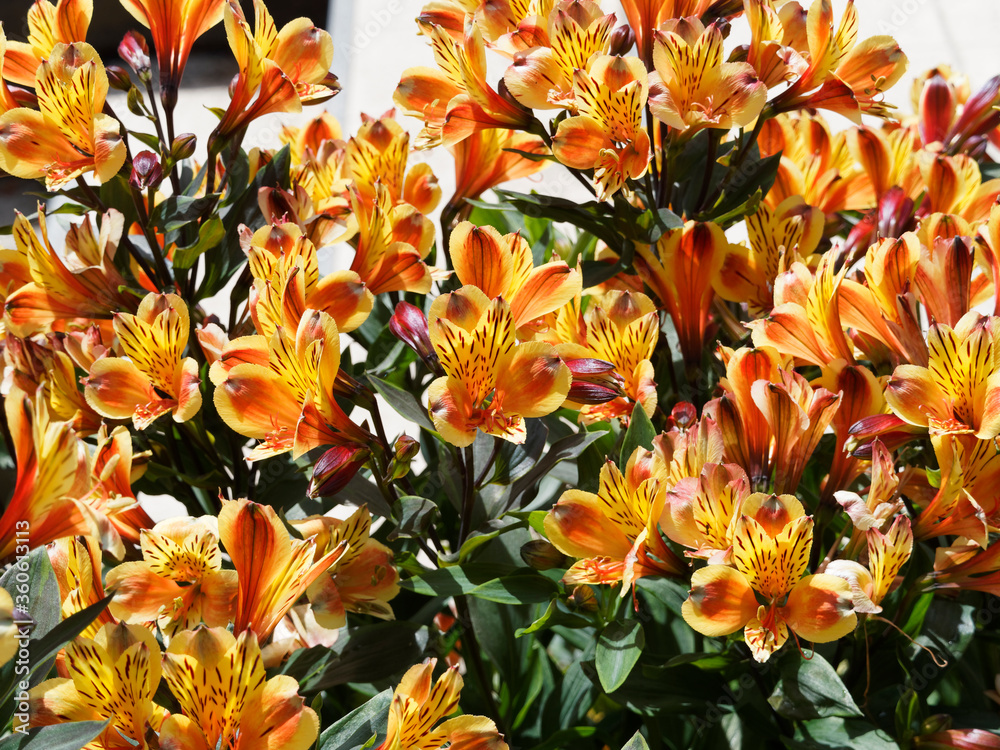 (Alstroemeria aurea) Le lys des Incas ou Alstroémère Orange King aux ...