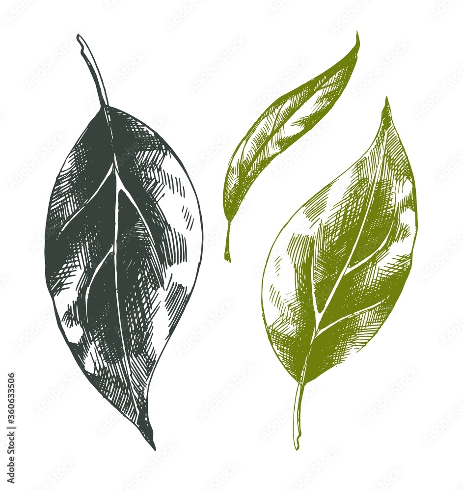 Set of vector decorative leaves with rough shading. Artwork with ...