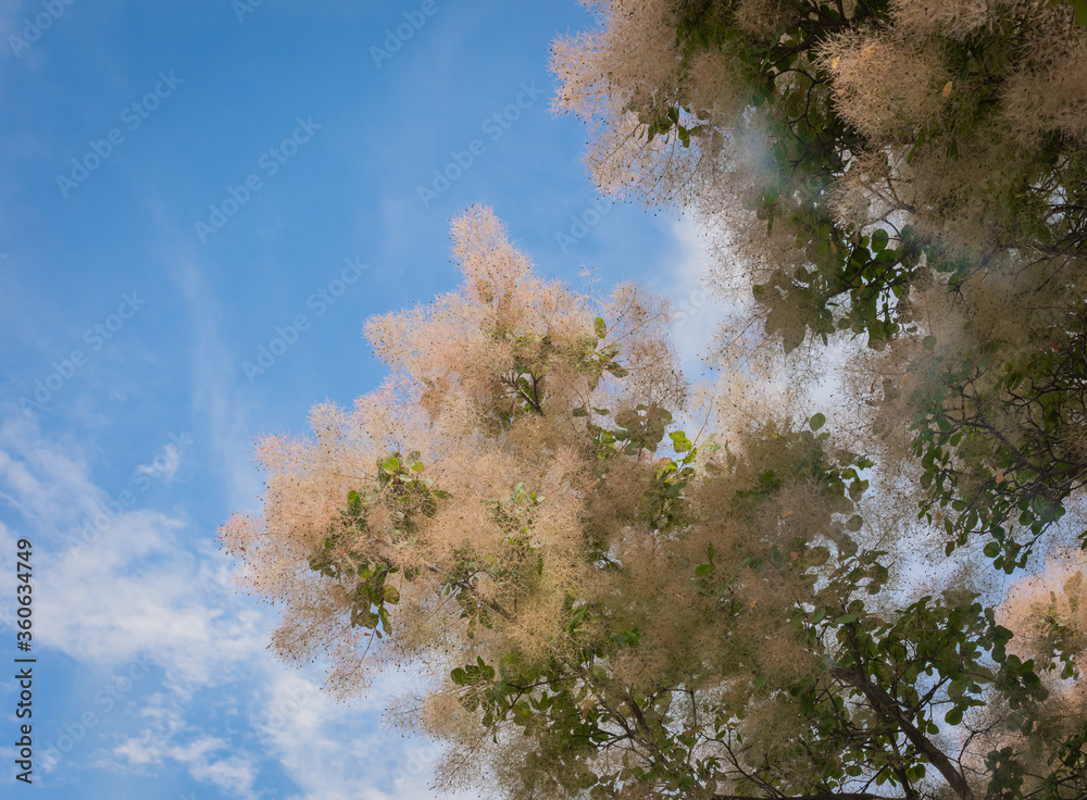 Cotinus Coggygria - Pink Common Smoke Tree. Foliage and seed heads ...