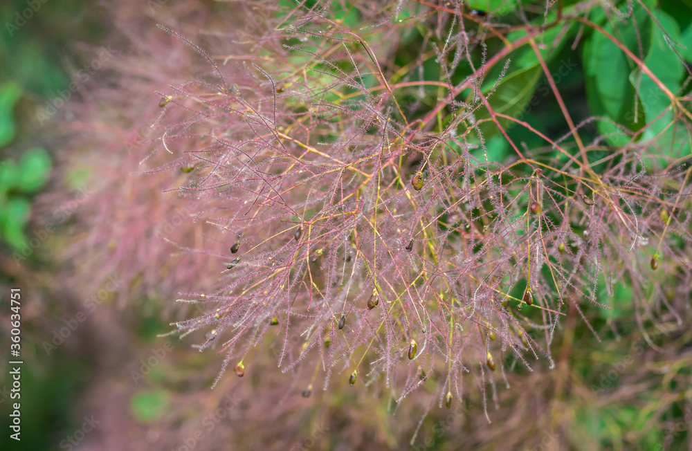 Cotinus Coggygria - Pink Common Smoke Tree. Foliage and seed heads ...