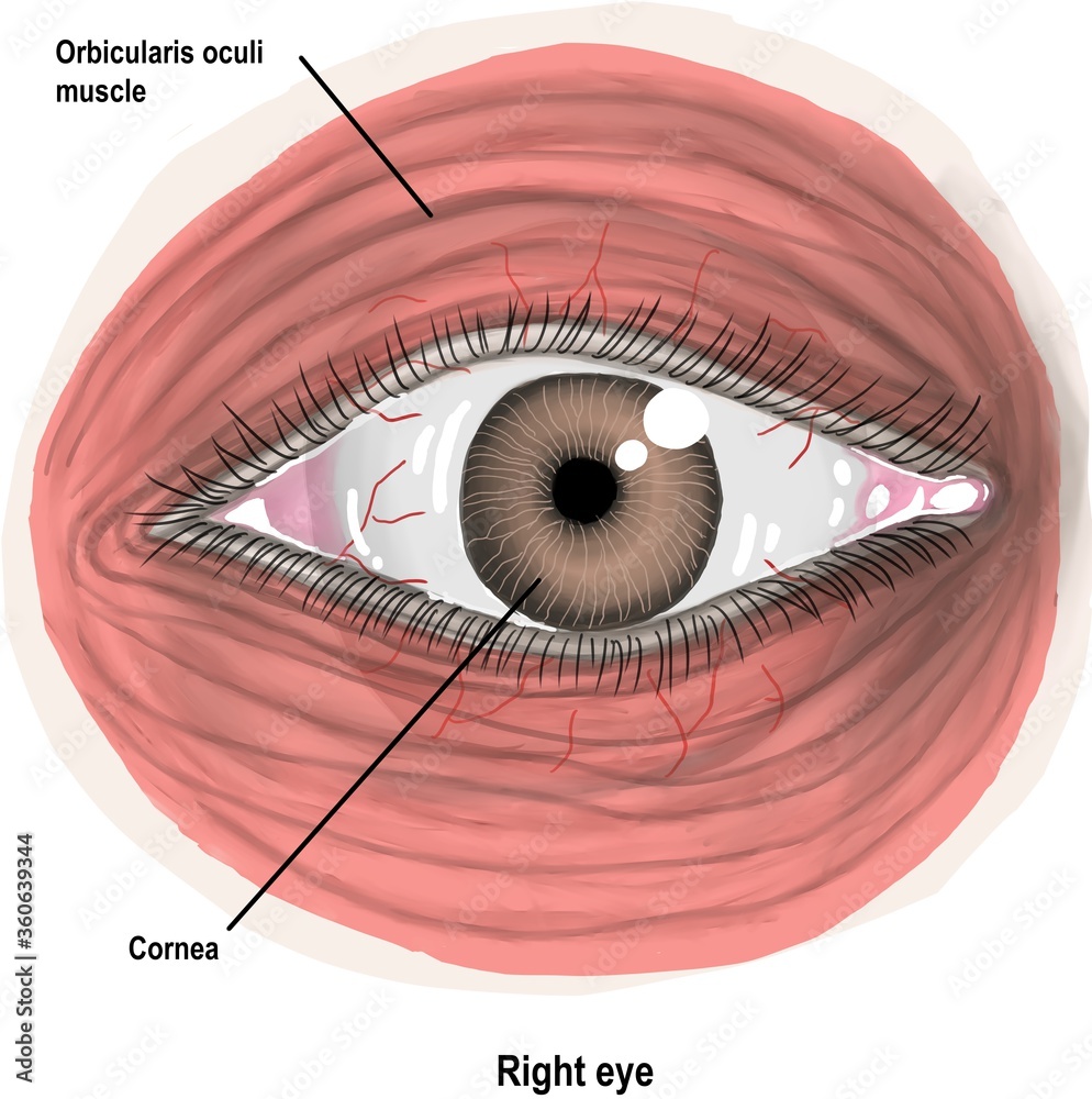 right eye and eye closure muscle "orbicularis oculi muscle". Stock ...