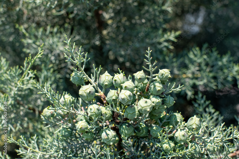 Foto de Nahaufnahme der Zapfen einer Arizona Zypresse- Cupressus ...