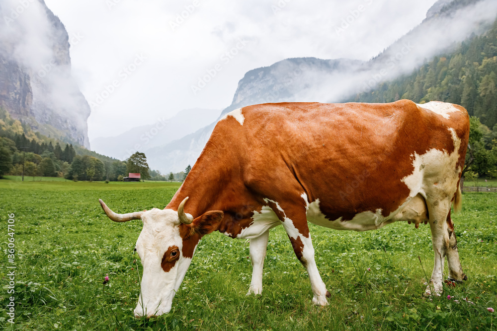 Livestock in Switzerland. Traditional Swiss cows grazing green grass on ...