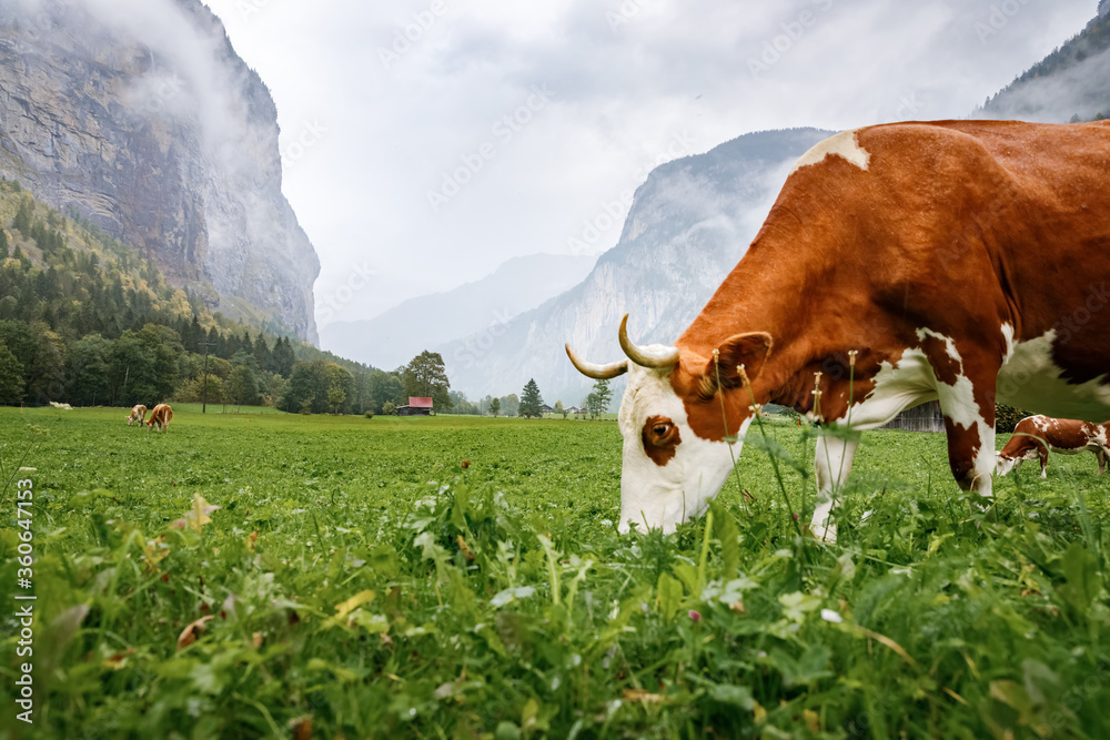 Livestock in Switzerland. Traditional Swiss cows grazing green grass on ...