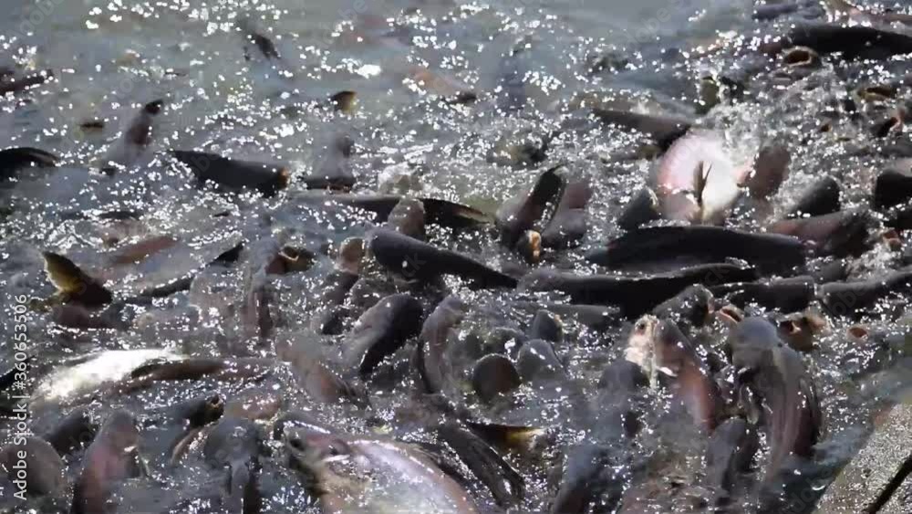 Feeding of Tilapia Pangasius and various fish, freshwater fish that was ...