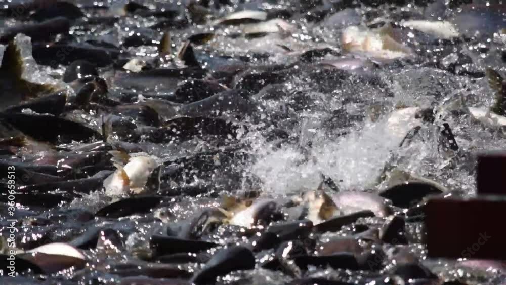 Feeding of Tilapia Pangasius and various fish, freshwater fish that was ...