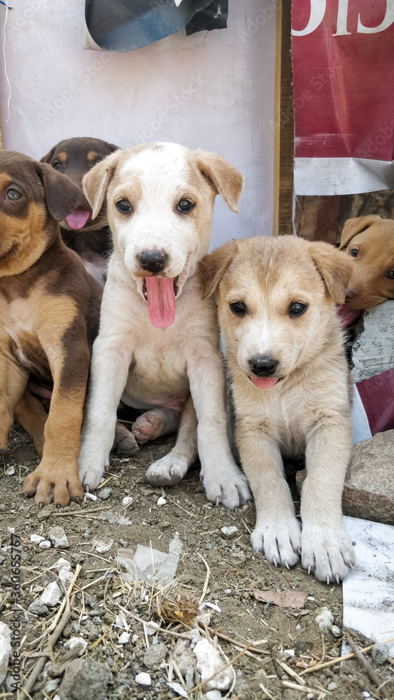 Street Dog puppy living in garbage area . A young group of street dogs ...