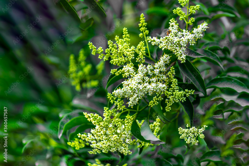 Buxus sempervirens (Binomial name), common box, European box, or ...