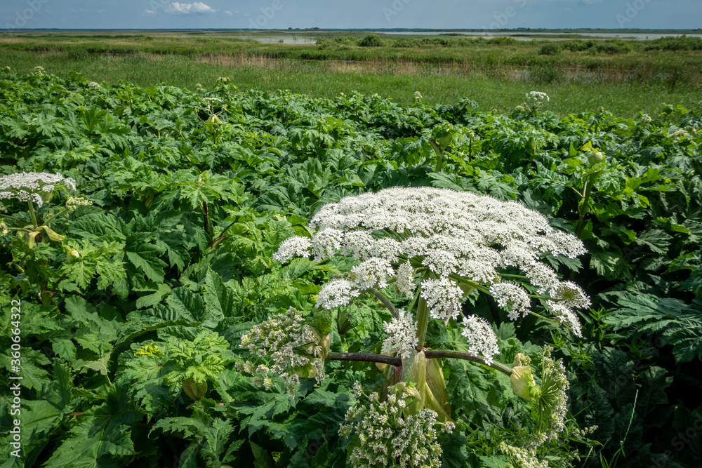 Giant Hogweed, the Invasive Plant That Can Cause Severe Burns and ...
