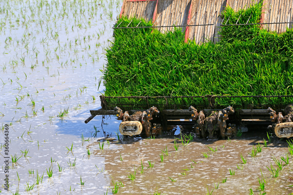 Farmers planting rice in field by using rice planting machine, Asian ...