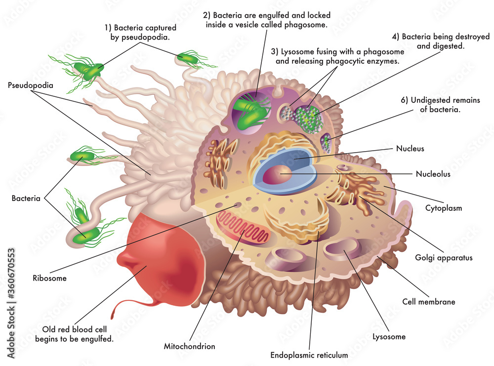 Medical illustration of the structure and function of a macrophage ...