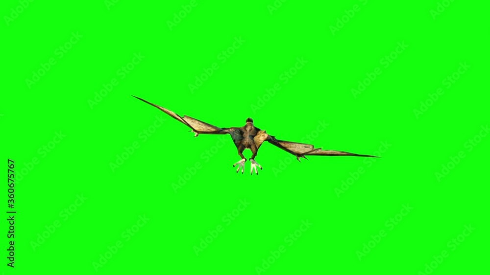 pterodactyl fly 3d animation. green screen 4k footage. Stock Video ...