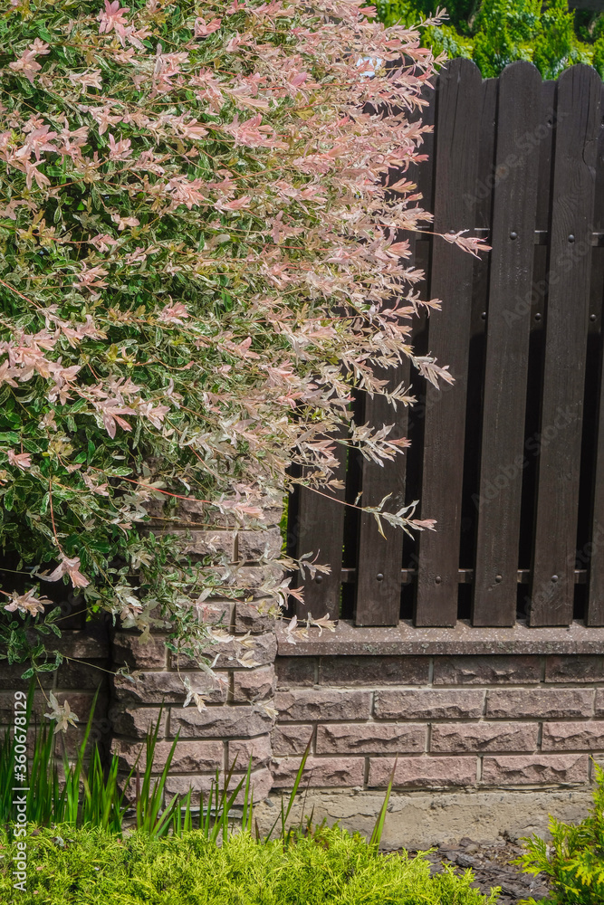 Japanese willow. Salix integra ”Hakuro-Nishiki” in the garden. Pink ...
