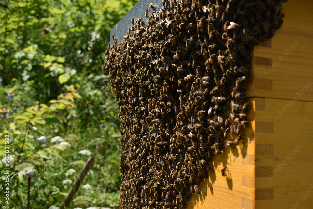 Bienenschwarm auf Bienenstock, viele Bienen sammeln sich als Schwarm ...