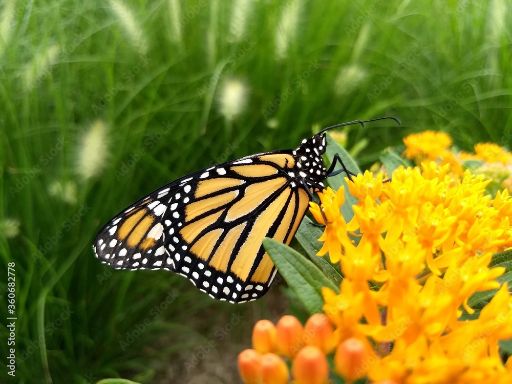 Monarch butterfly sucking nectar from milkweed plant, orange and black ...