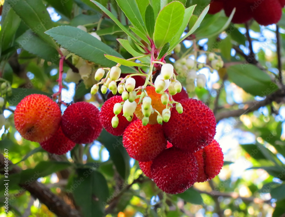 Here is the red fruit and small white bell shaped flowers of the Kousa ...