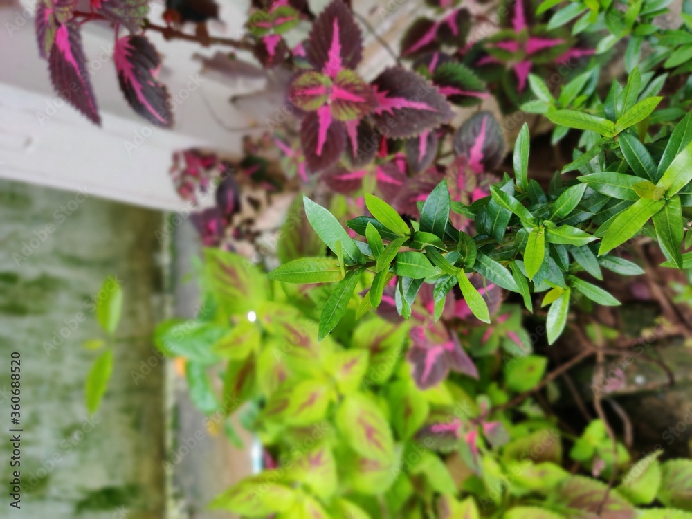 Alyxia stellata, known as maile in Hawaiian, is a species of flowering ...